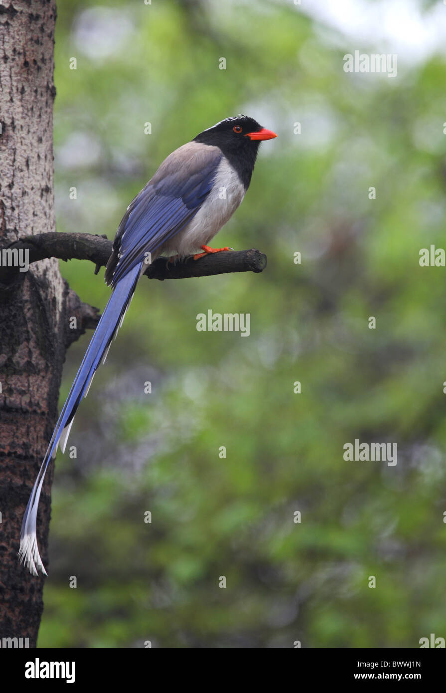 Red-billed Blue Magpie (Urocissa erythrorhyncha brevivexcilla) adult ...
