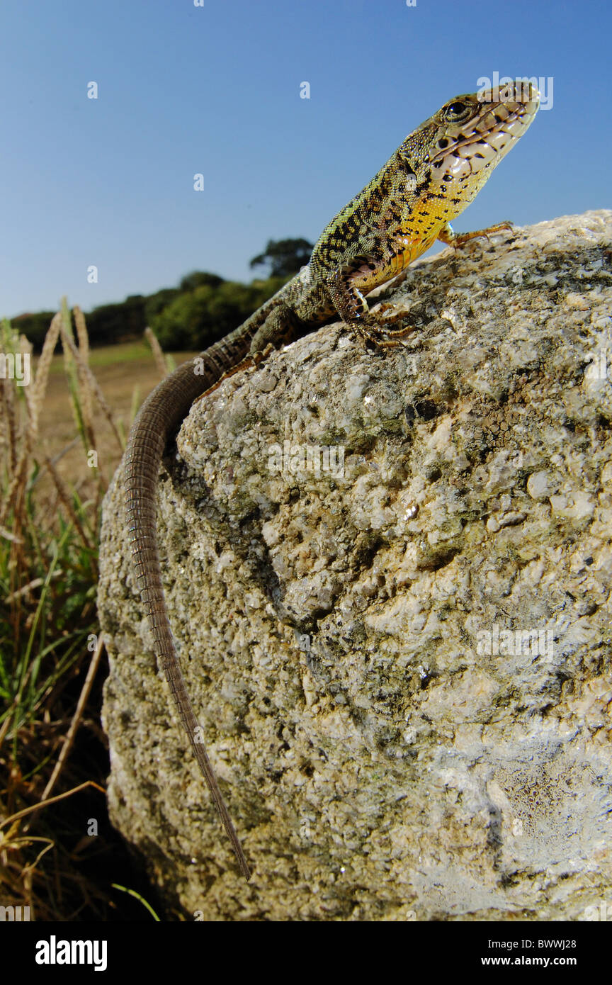 Invertebrates Reptiles