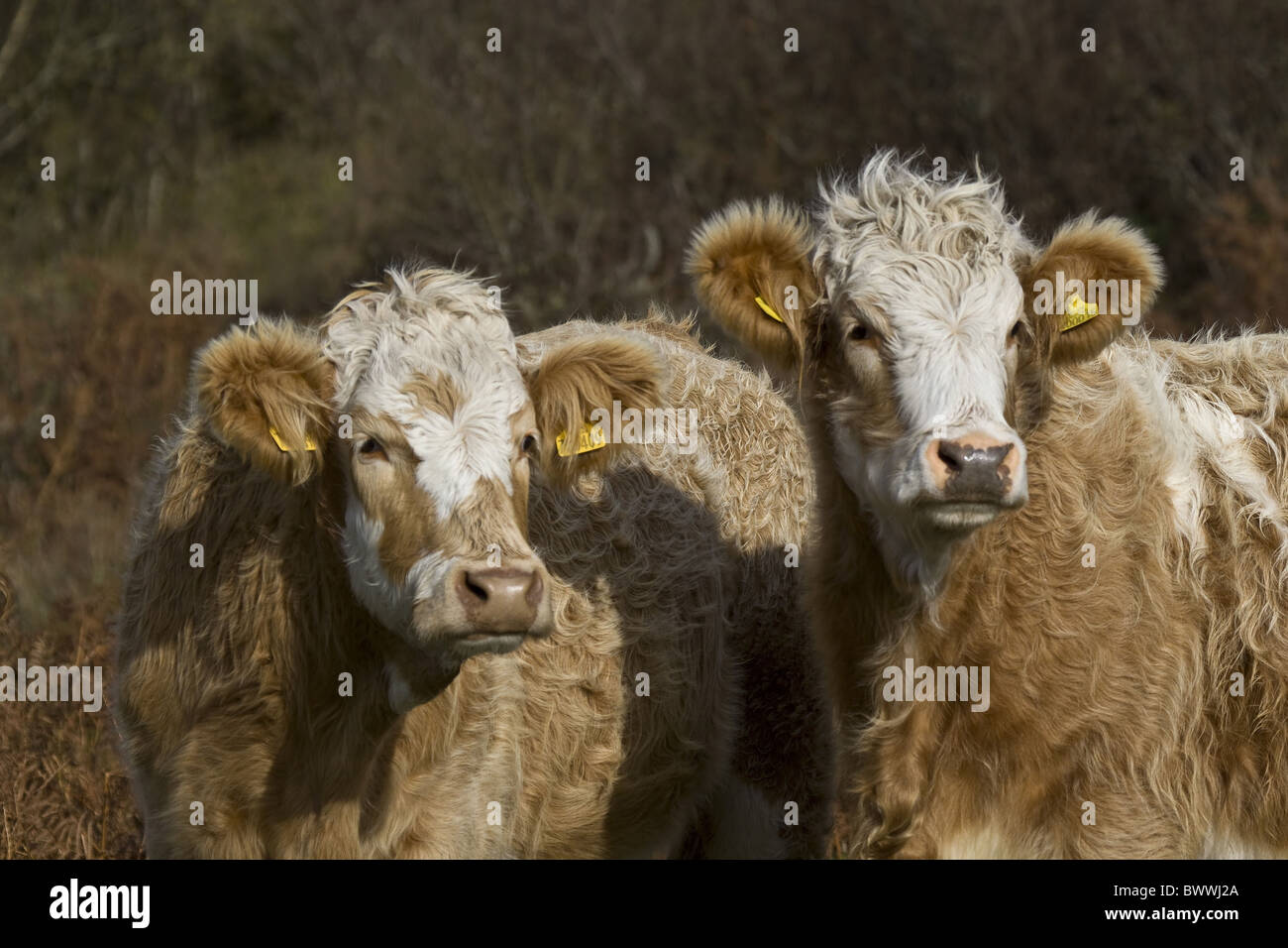 Double ear hi-res stock photography and images - Alamy