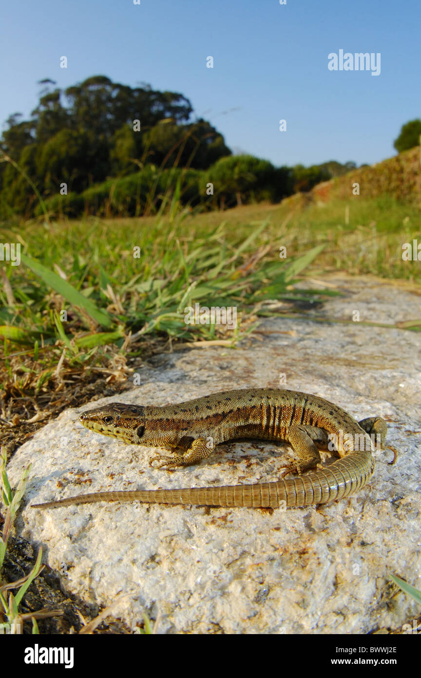 Portugal Vertebrates landscape lizard reptile wide-angle Podarcis ...