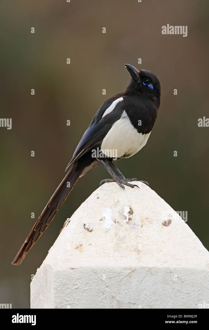 Common Magpie (Pica pica mauritanica) North African subspecies, adult ...