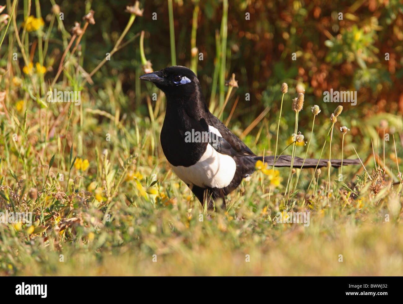 Common Magpie (Pica pica mauritanica) North African subspecies, adult ...