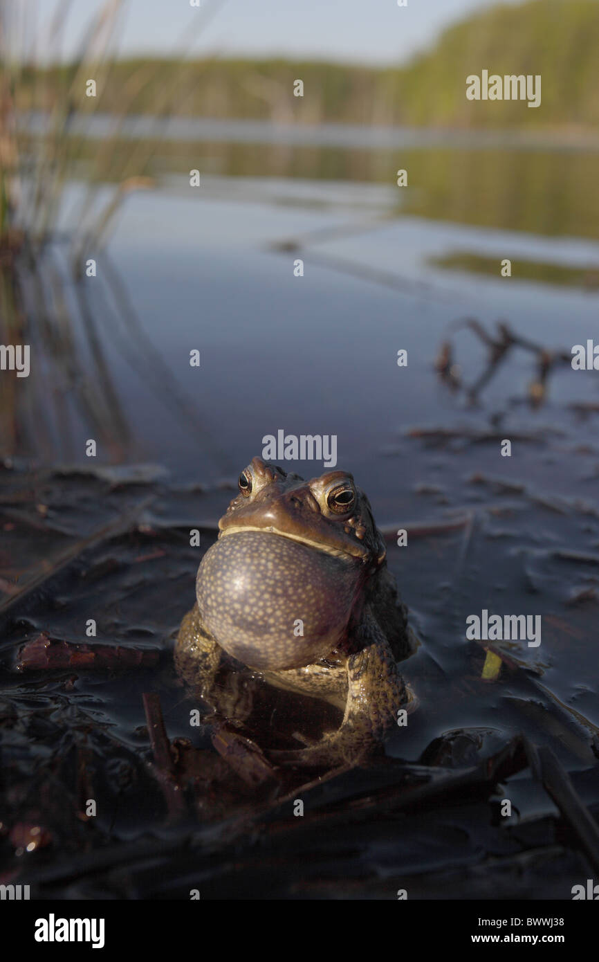 American Toad (Bufo americanus) - Male calling to attract female - New ...