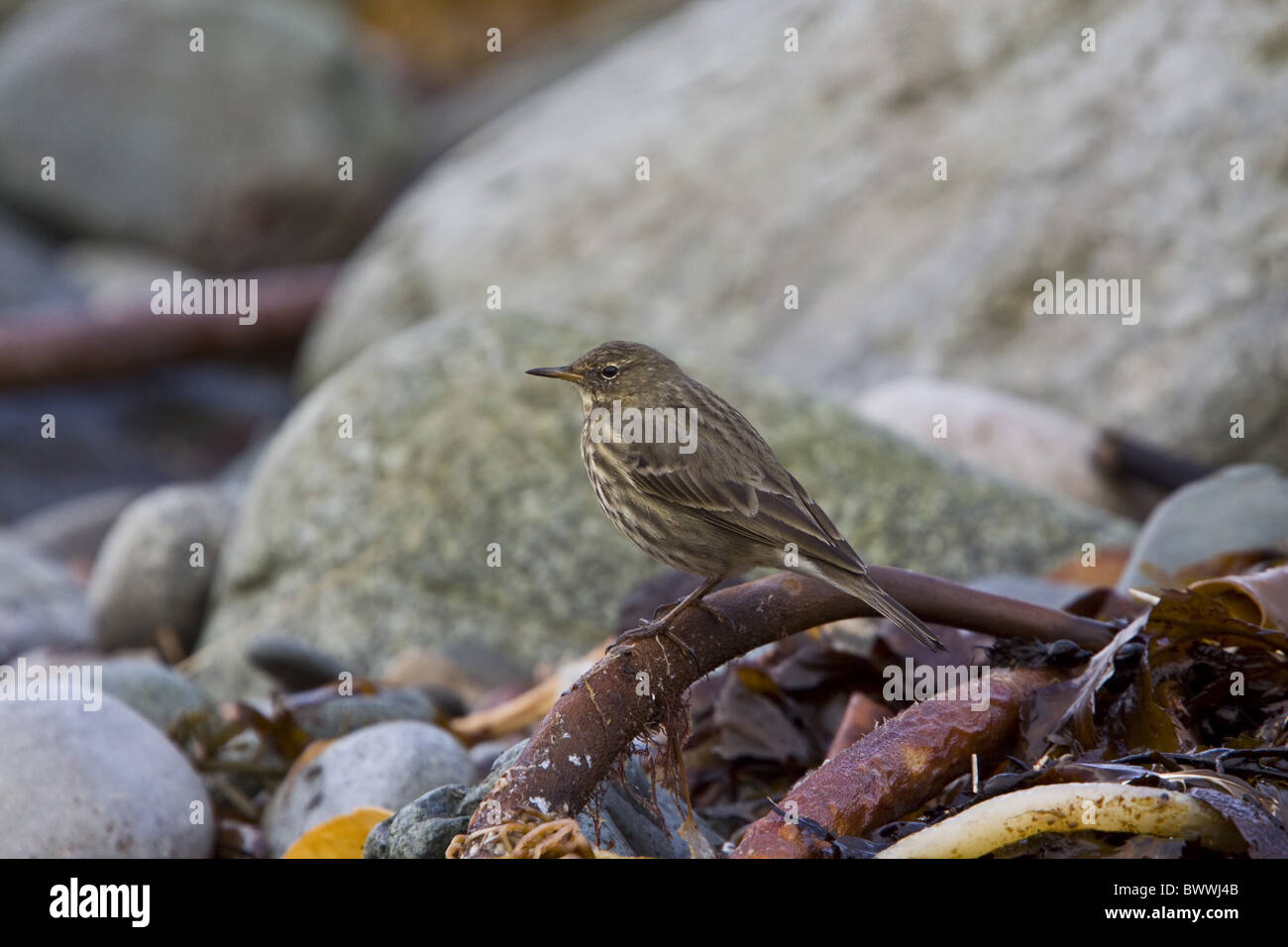 Rock Pipit on seaweed Stock Photo - Alamy