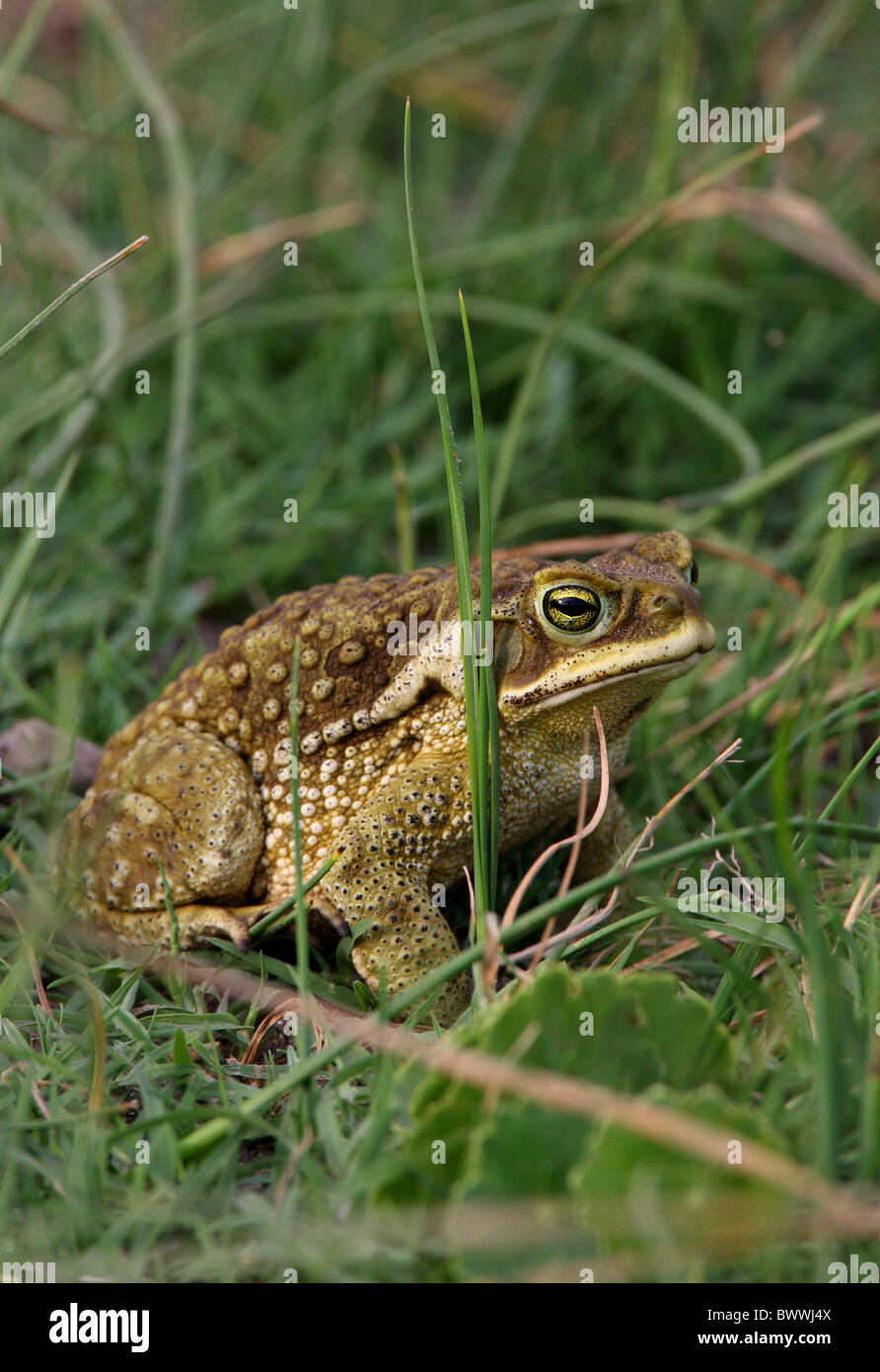 animal animals amphibian amphibians toad toads "south america" "south ...