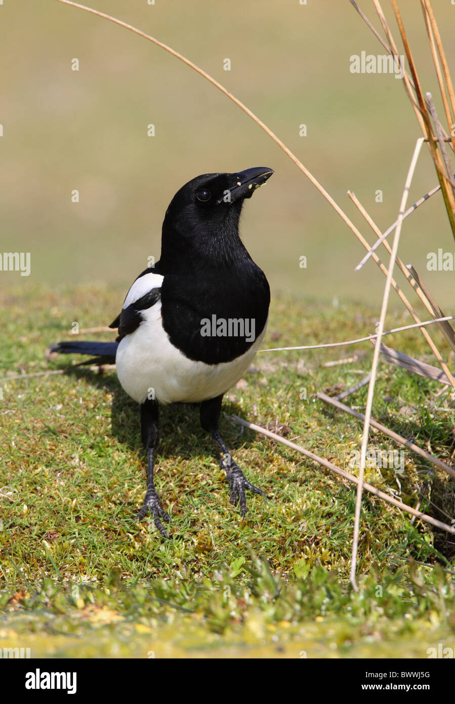 Common Magpie (Pica pica) adult, drinking from pond, Norfolk, England ...