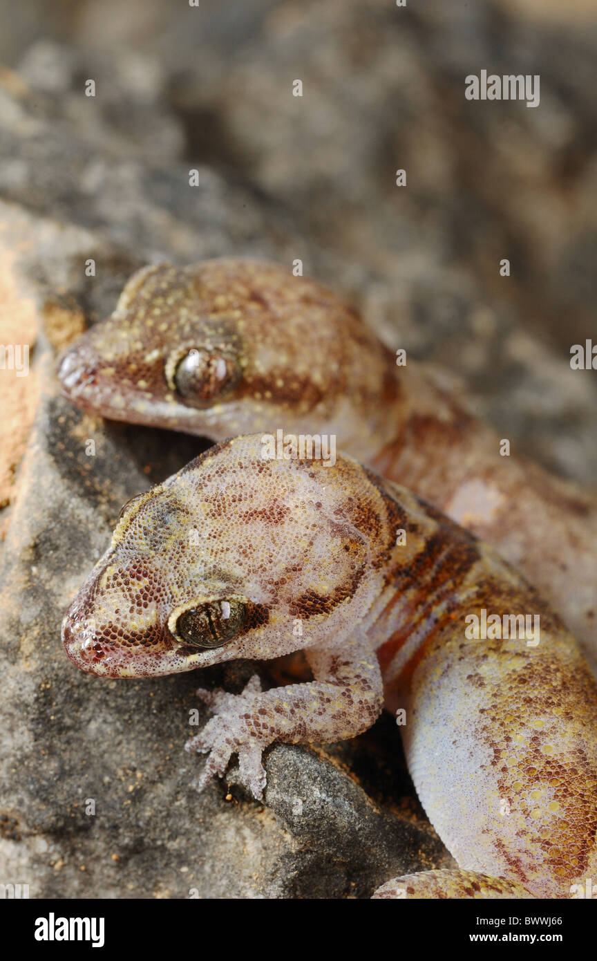 endemism gecko Hemidactylus pumilio portrait reptile Socotra ...