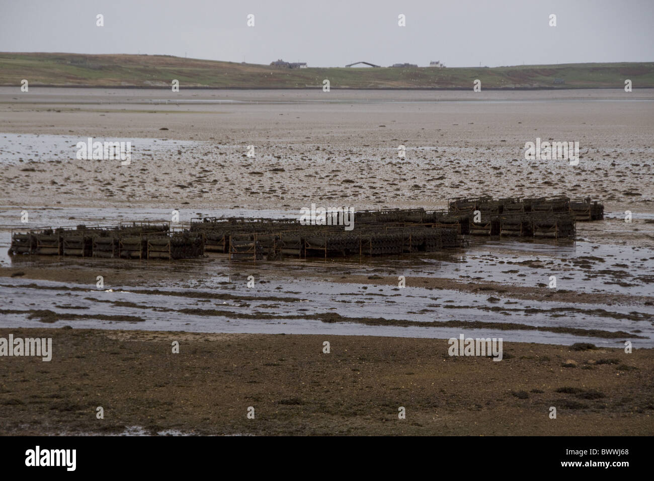 Oysters racks hi-res stock photography and images - Alamy