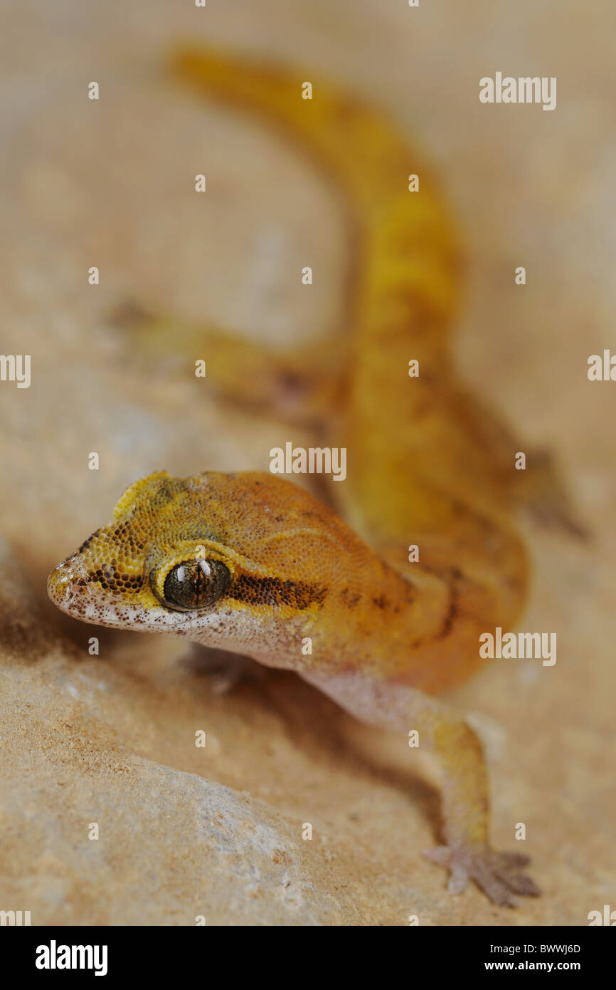 Hemidactylus pumilio endemic Socotra gecko Reptiles animal animals ...