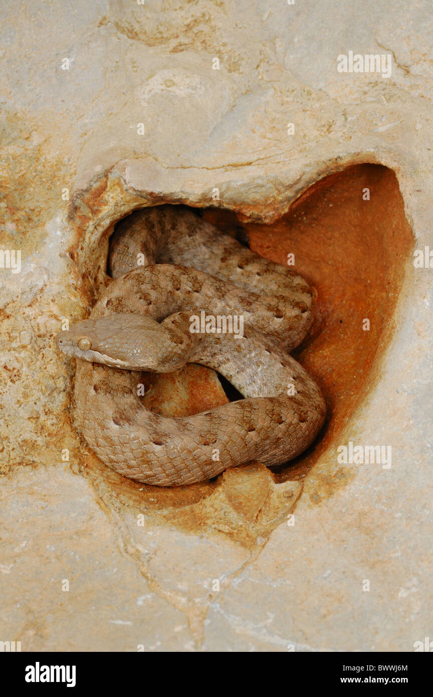 Socotra Vertebrates Yemen endemism portrait reptile snake Ditypophis ...