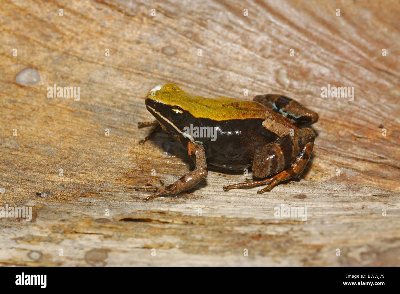 Frog Mantidactylus charlotteae adult sitting dead Stock Photo - Alamy