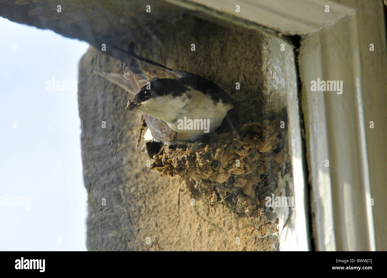 Building nest beside window hi-res stock photography and images - Alamy