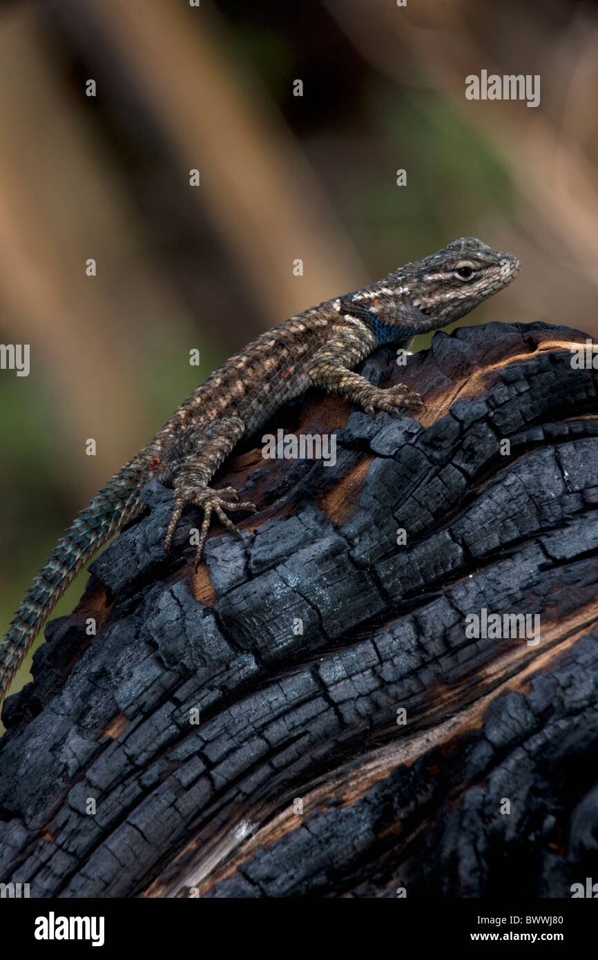 Spiny forest reptiles hi-res stock photography and images - Alamy