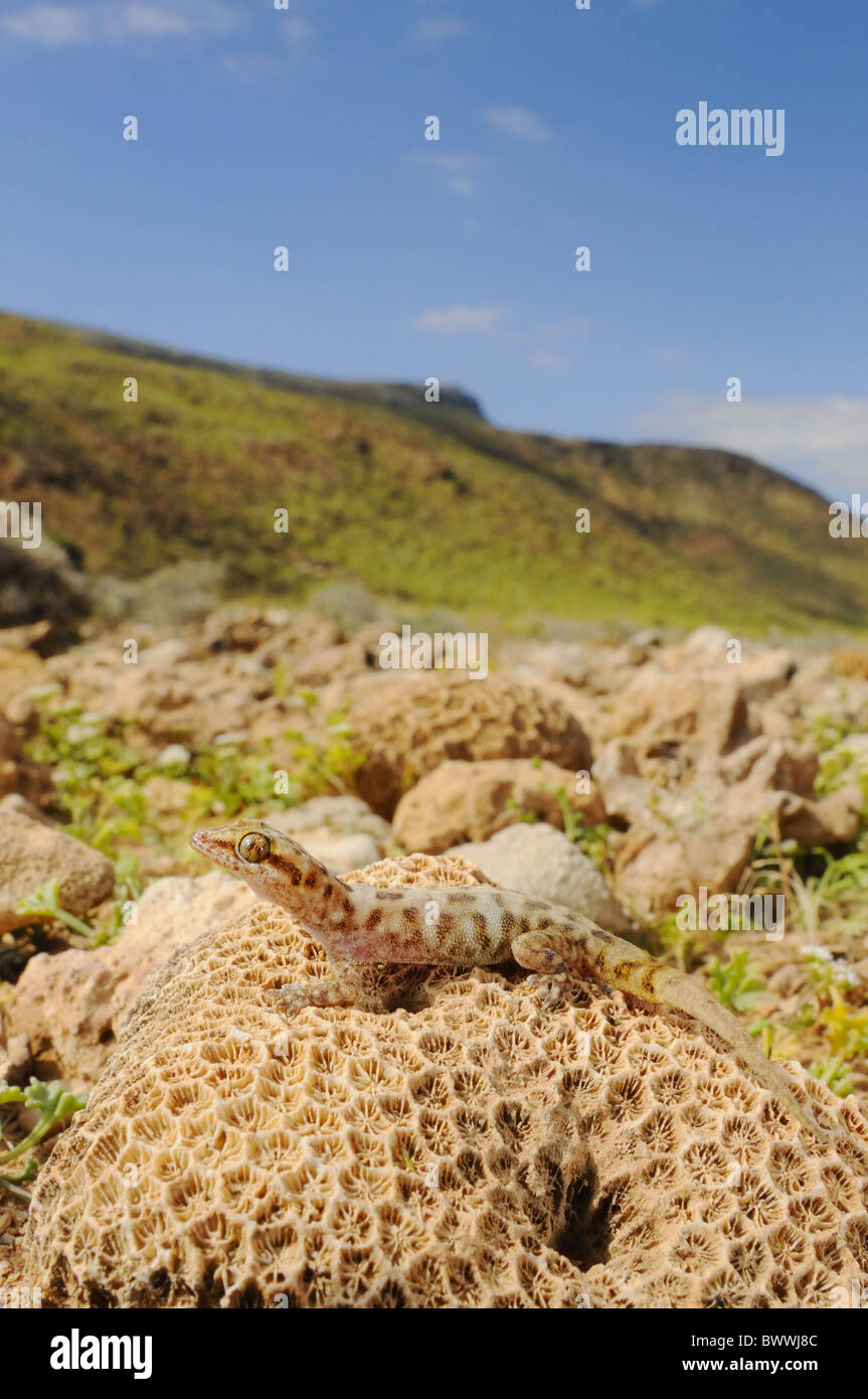 Hemidactylus homoeolepis Socotra gecko reptile lizard lizards reptile ...