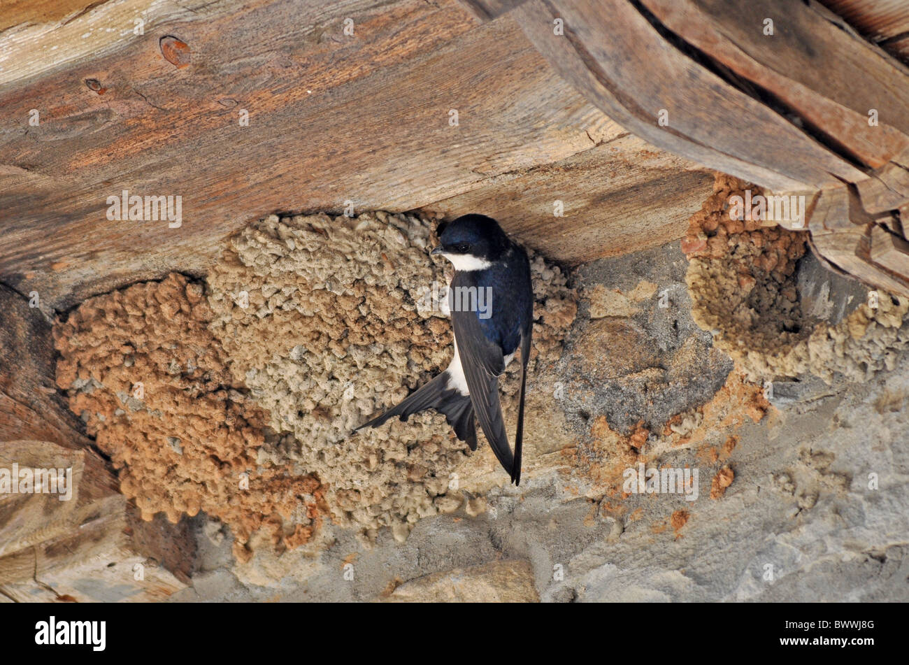 House Martin (Delichon urbica) adult, at nest under eaves of building ...