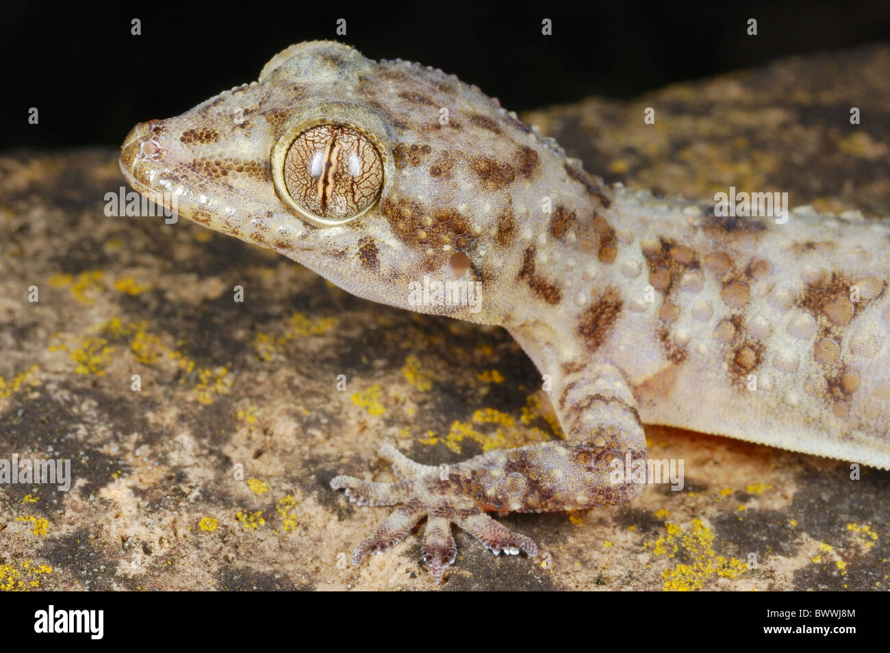 Socotran Leaf-toed Gecko (Hemidactylus inintellectus) newly discovered ...