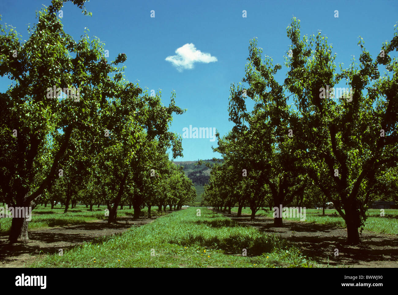 Pear trees in orchards hi-res stock photography and images - Alamy