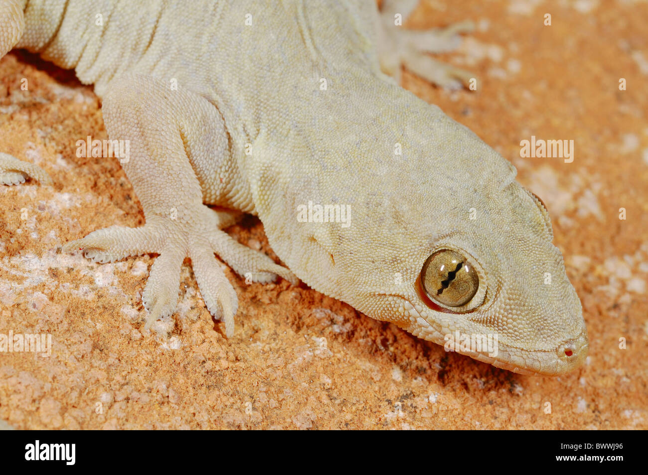 Hemidactylus flaviviridis gecko Socotra Reptiles Vertebrates lizard ...