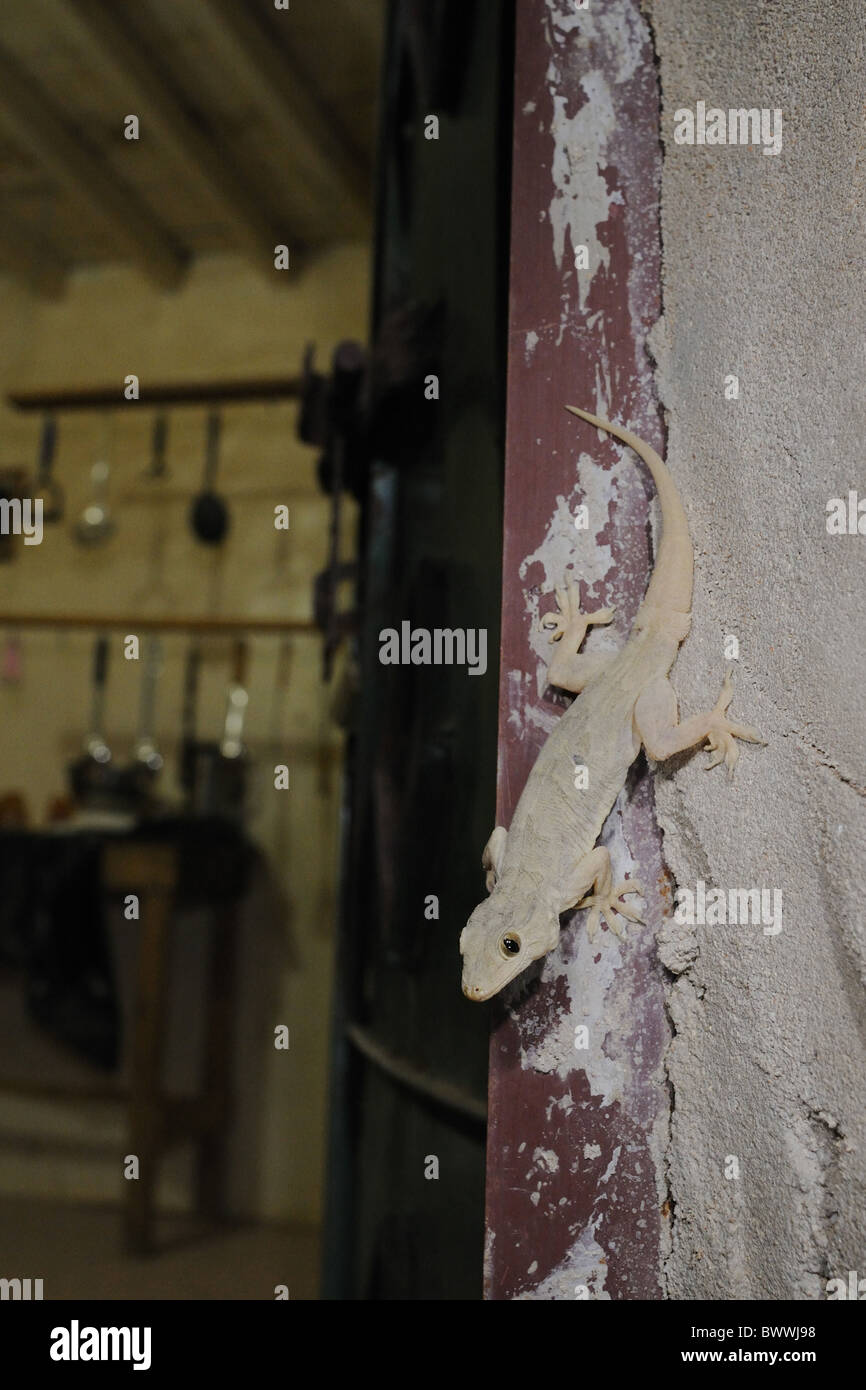 Hemidactylus flaviviridis gecko reptile Socotra urban environment ...