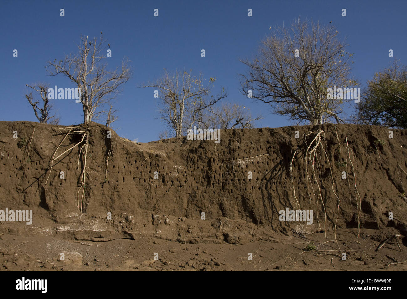 White fronted Bee eater nesting colony river bank Stock Photo - Alamy
