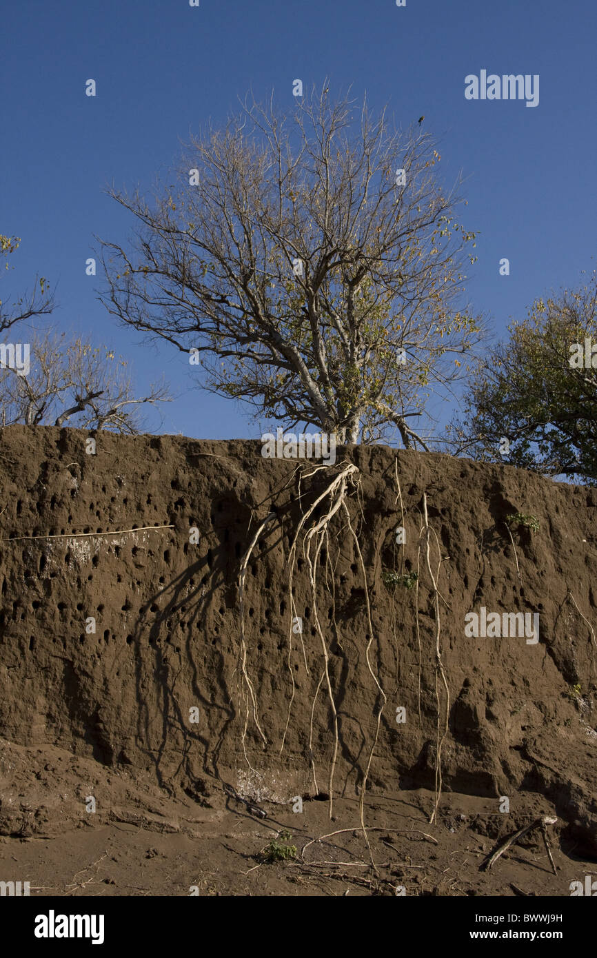 Root eater hi-res stock photography and images - Alamy