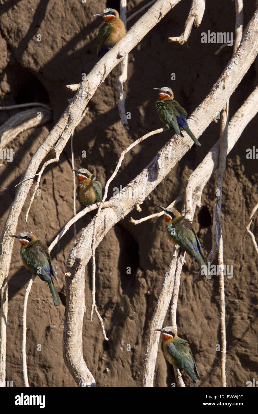 White fronted bee-eaters nesting colony Botswana Stock Photo - Alamy