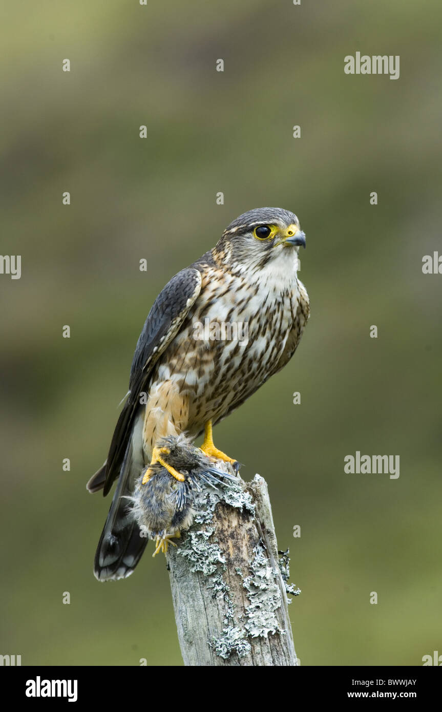Merlin (Falco columbarius) adult male, perched with small bird prey ...