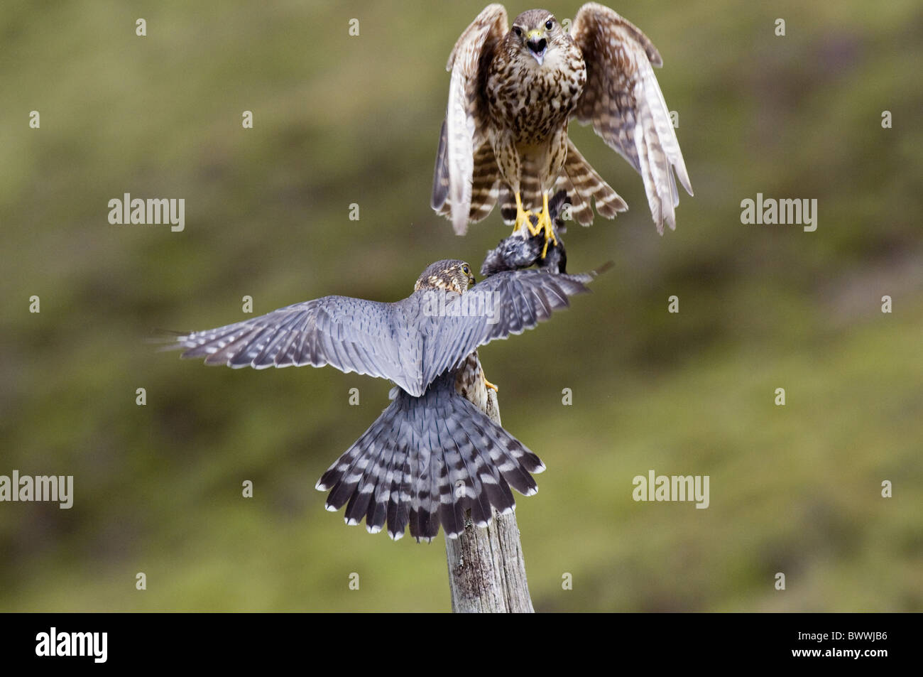 Merlin (Falco columbarius) adult male and female, in flight, food pass ...