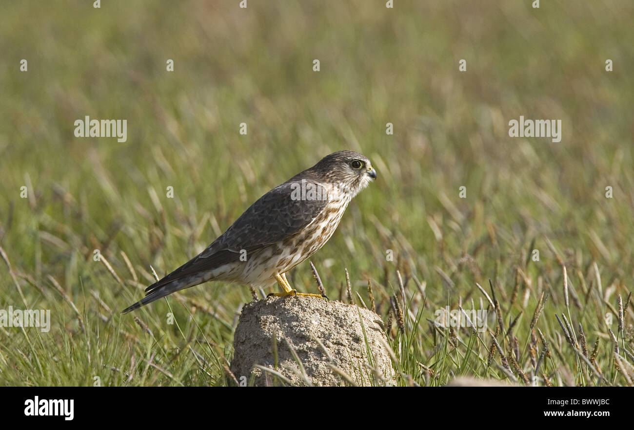 Merlin (Falco columbarius) adult female, perched on rock, Spain Stock ...