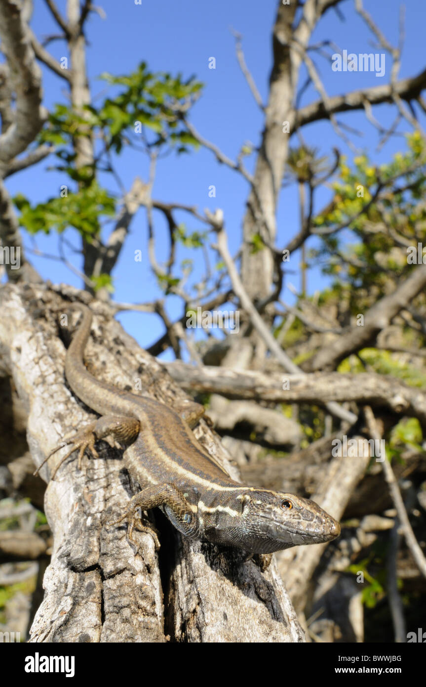 Gomera lizard hi-res stock photography and images - Alamy