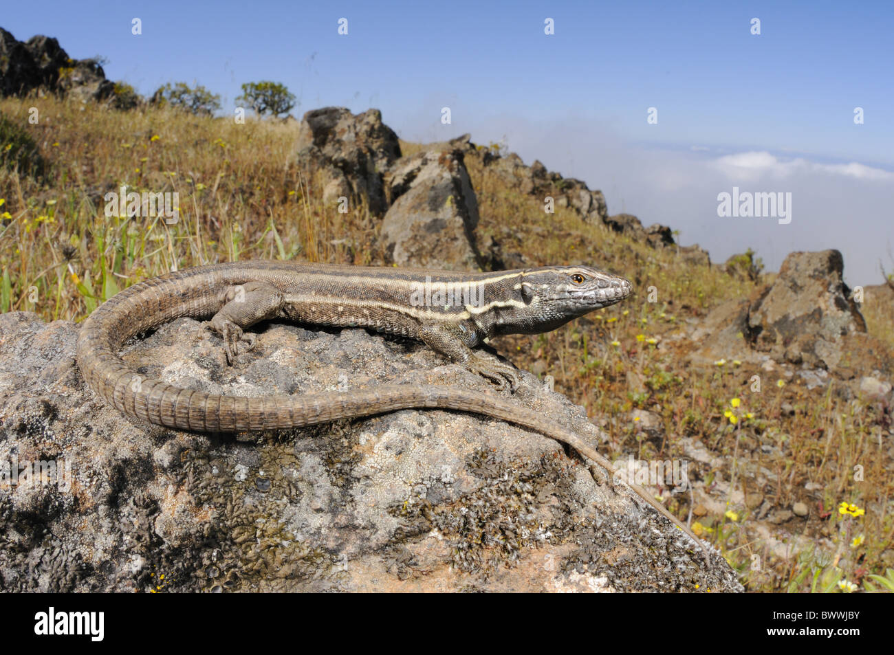 Gallotia caesaris endemic La Gomera Canary Islands Reptlies lizard ...