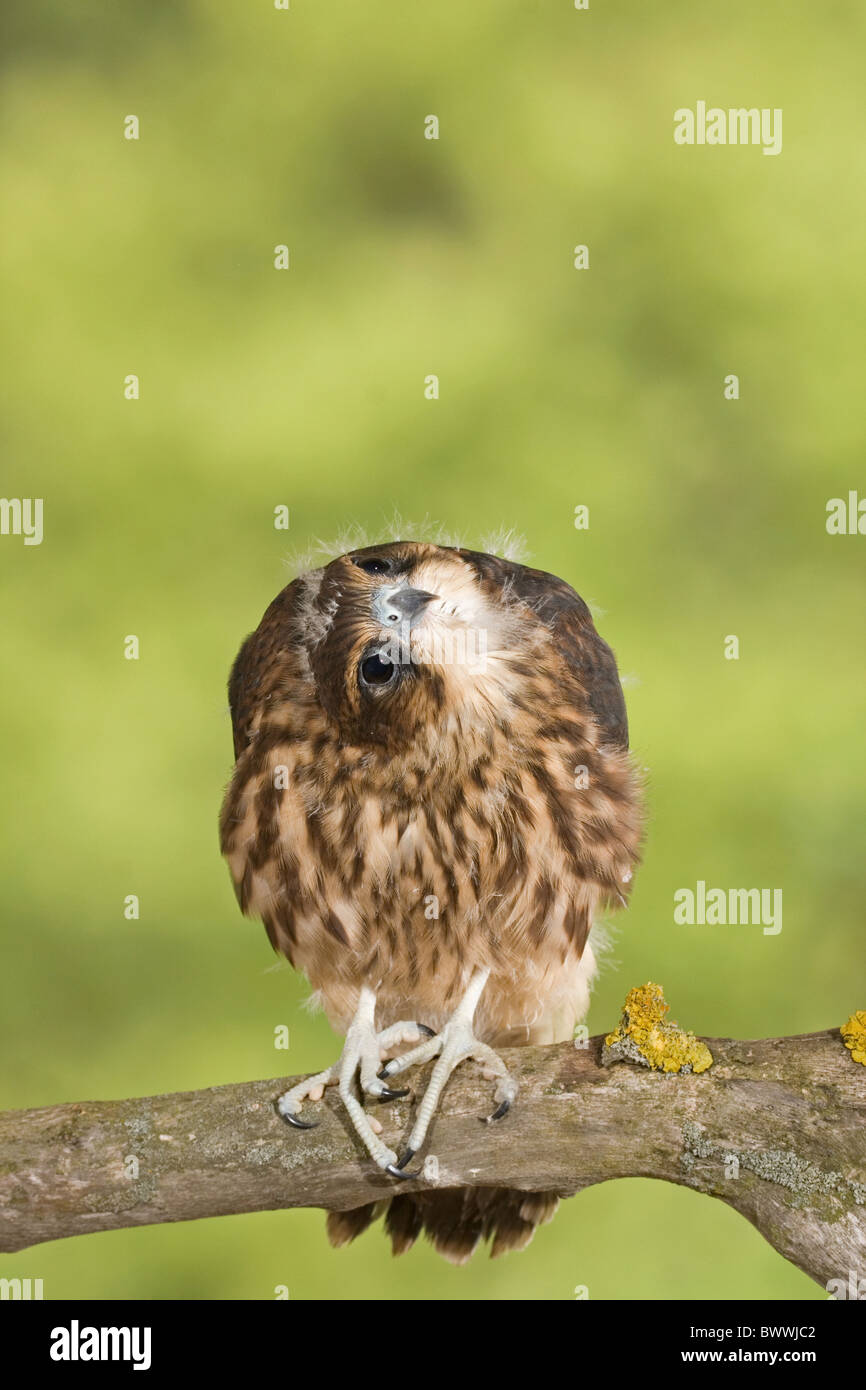 Merlin merlins falcon falcons hi-res stock photography and images - Alamy