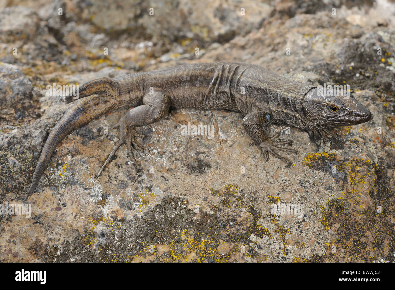 Boettger's Lizard (Gallotia caesaris gomerae) adult, with two-ended ...