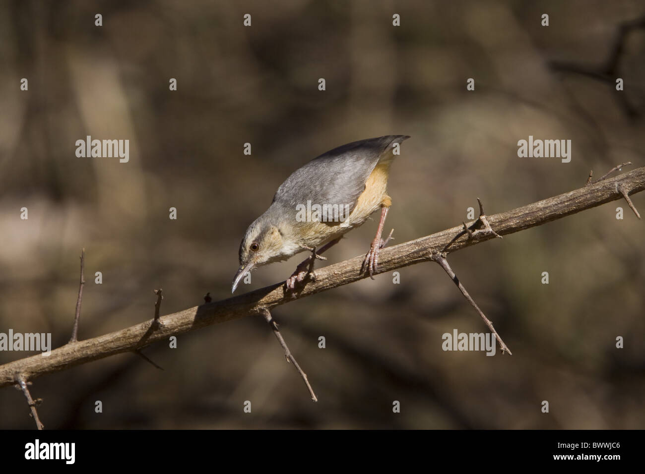 Longbilled Crombec - South Africa Stock Photo - Alamy