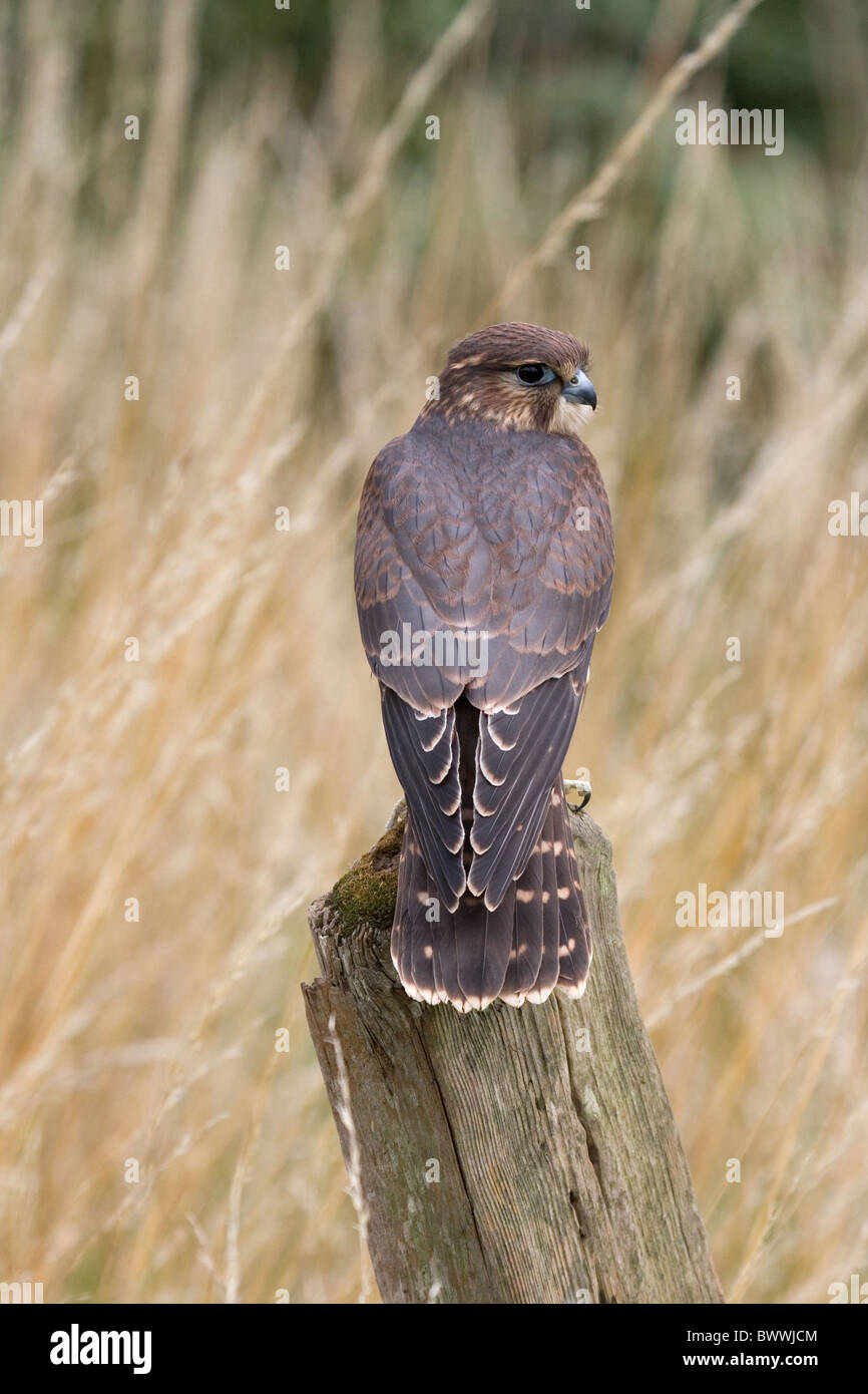 Merlin (Falco columbarius) immature, captive bred, perched on post ...