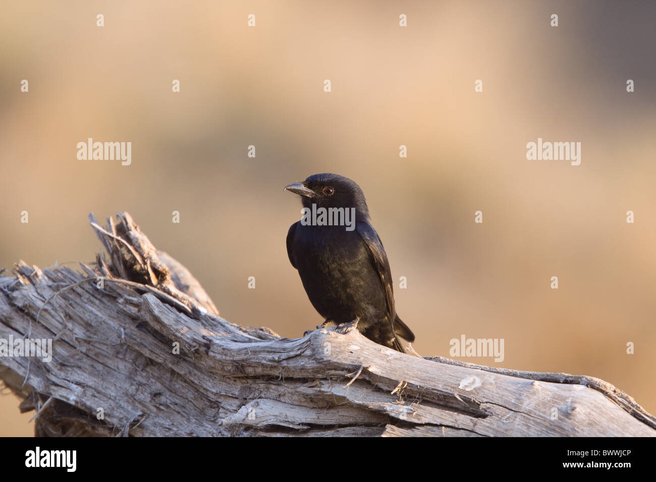 Forktailed Drongo - South Africa Stock Photo - Alamy