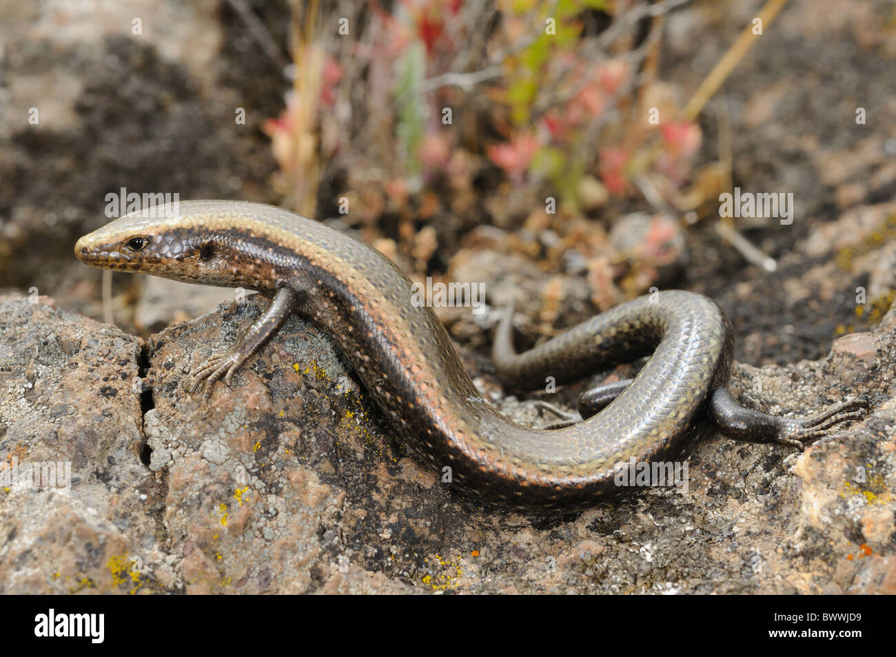 Lisa dorada hi-res stock photography and images - Alamy