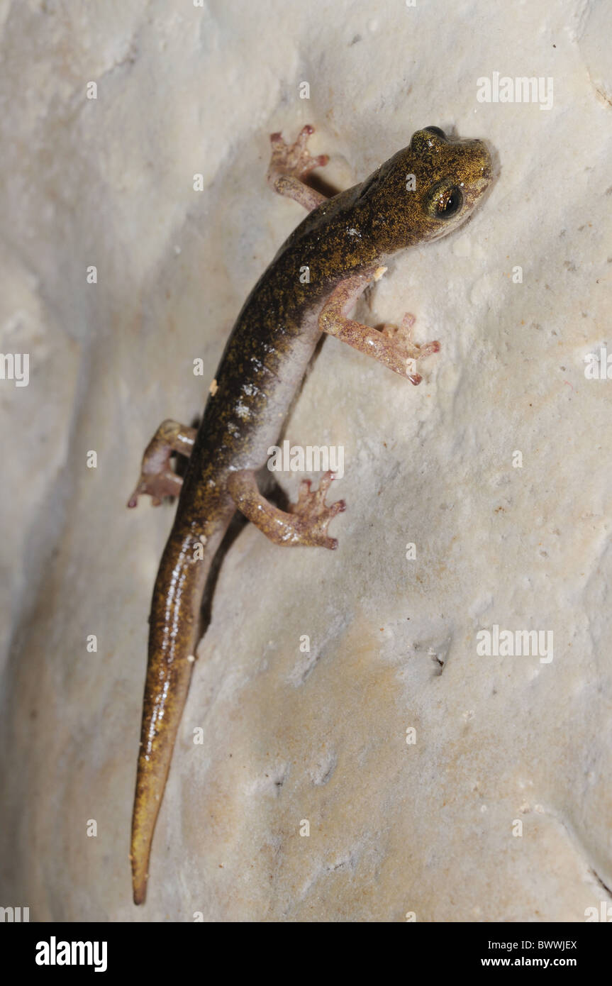 Speleomantes supramontis cave salamander amphibian endemic Sardinia ...