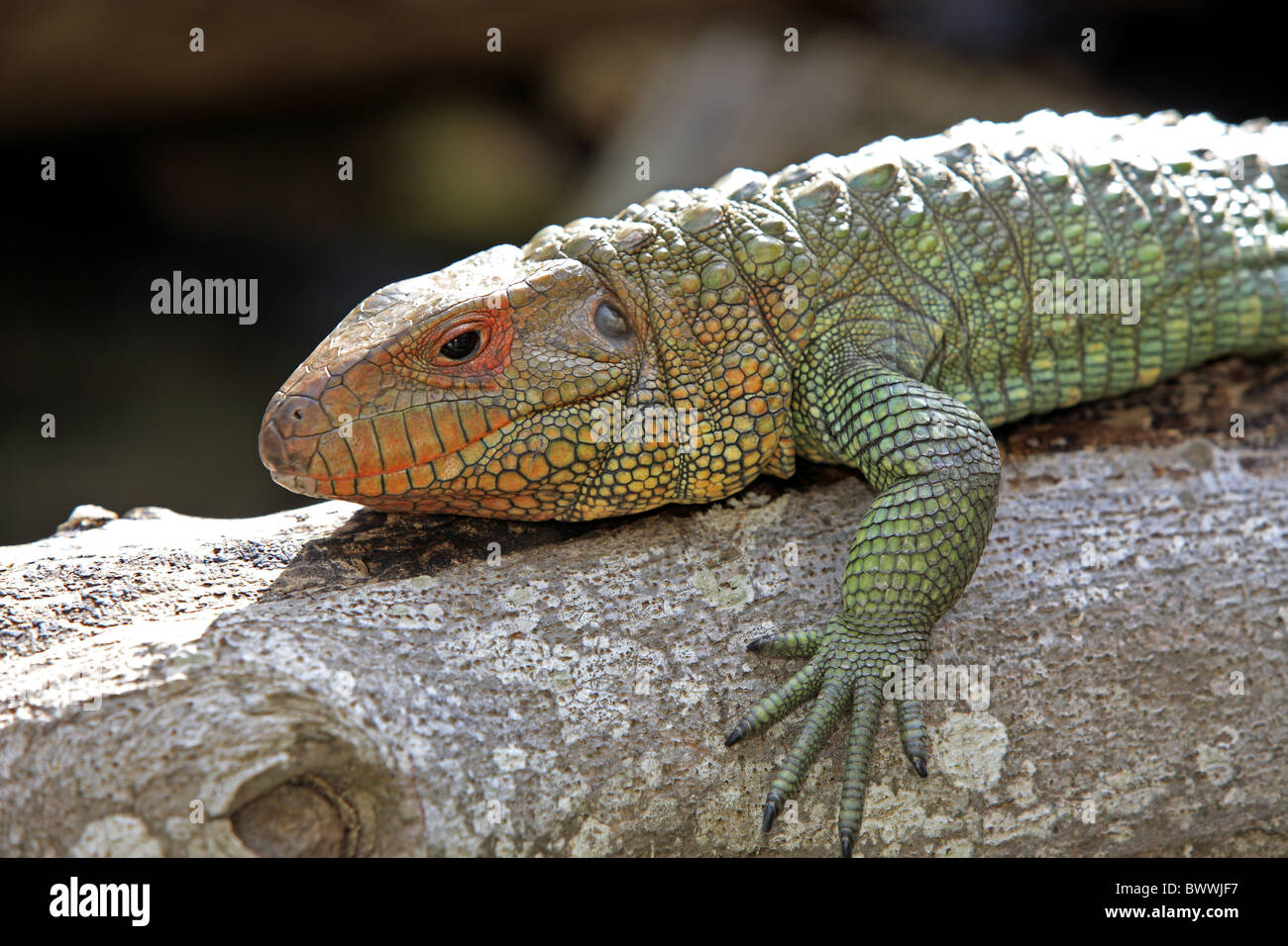 auf Baum - on tree Portrait - close up animal animals reptile reptiles ...
