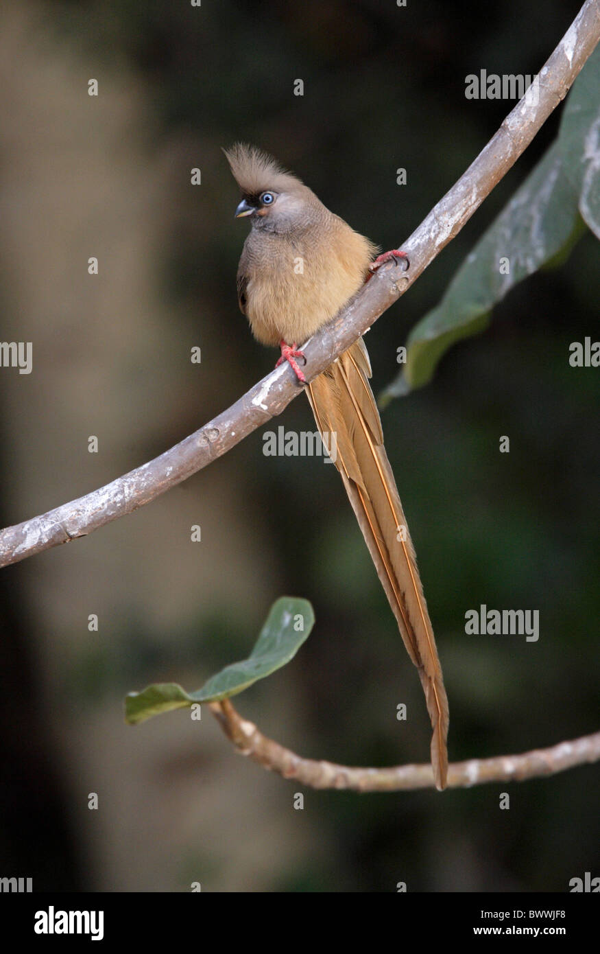African mousebirds hi-res stock photography and images - Alamy