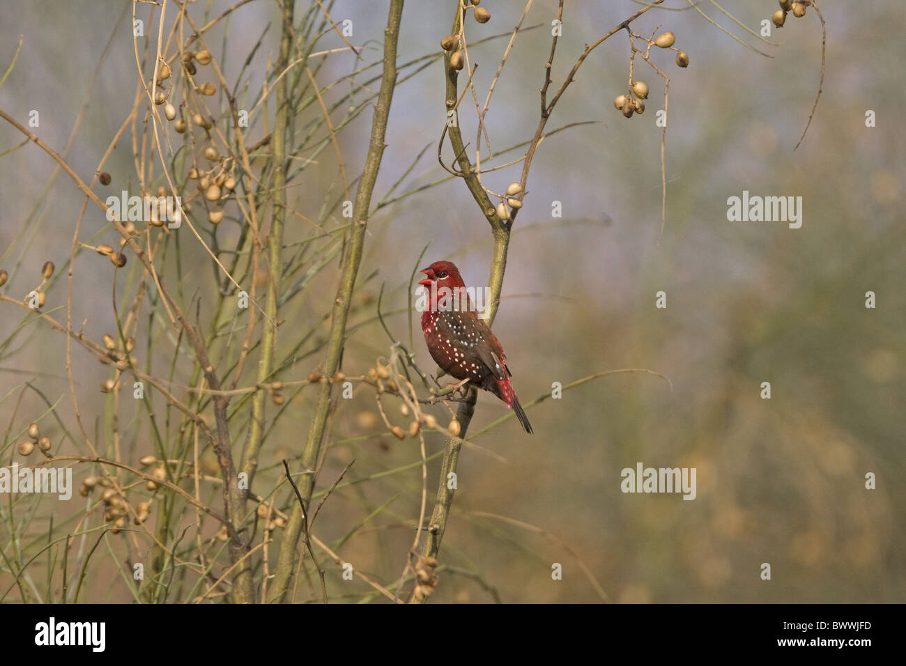 Red Avadavat (Amandava amandava) adult male, breeding plumage, singing ...