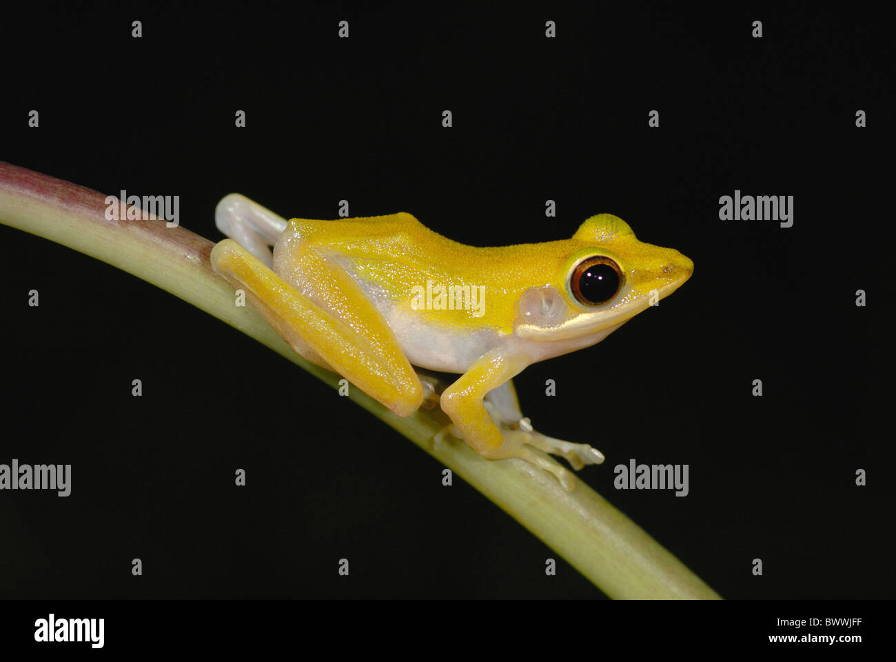 Copper cheeked frogs High Resolution Stock Photography and Images - Alamy