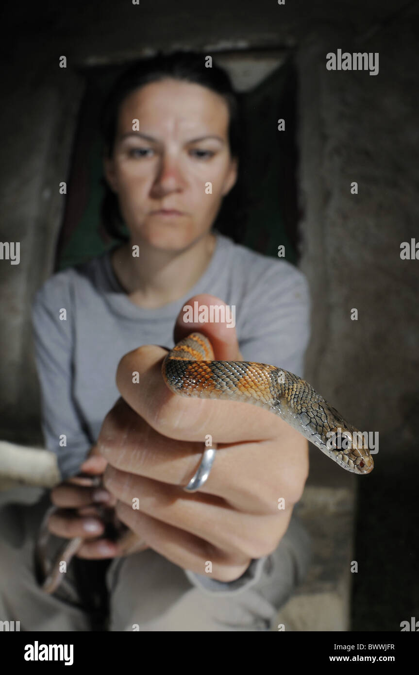 Hemerophis socotrae endemic Socotra snake reptile snake snakes reptile ...