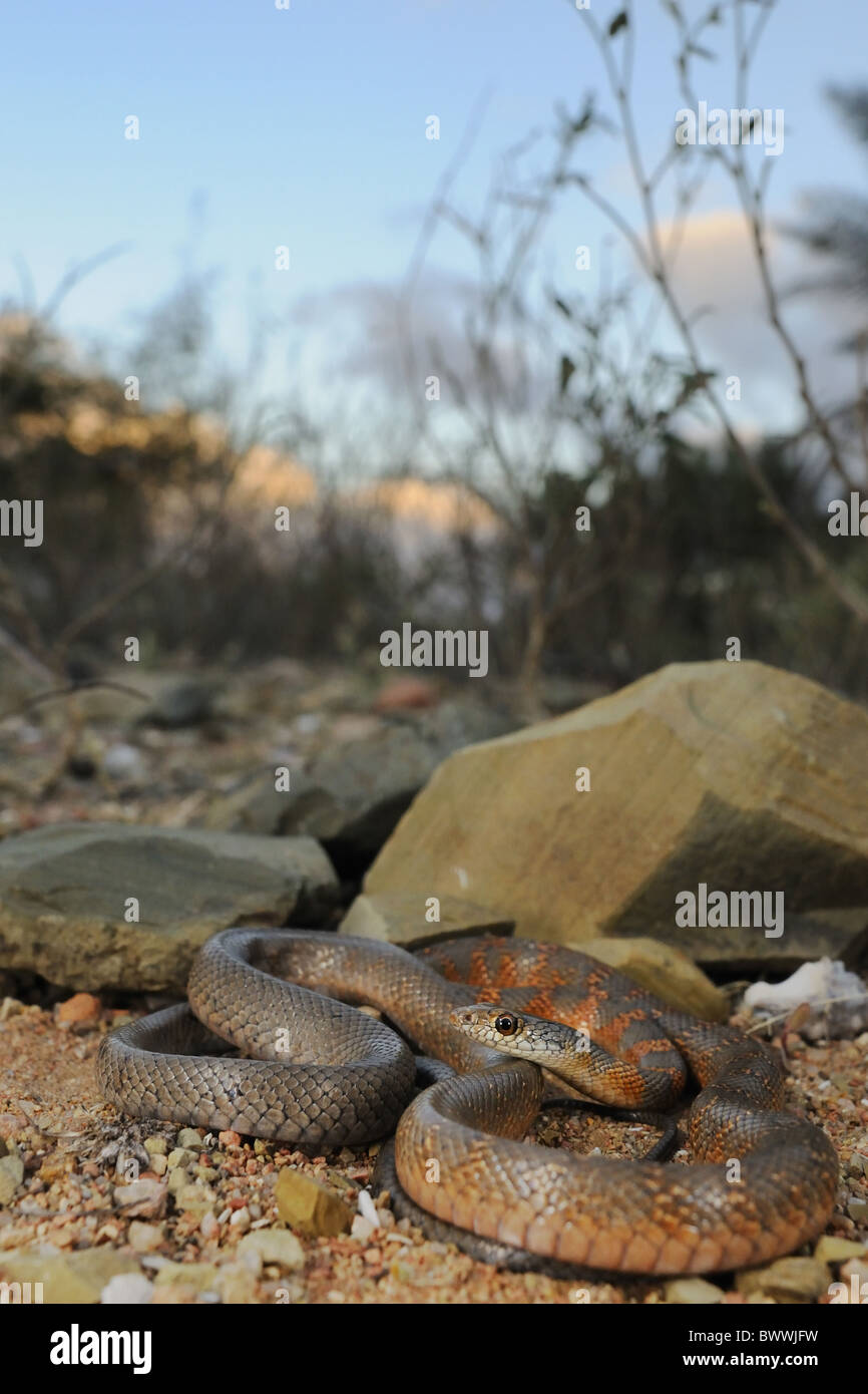 Hemerophis socotrae snake reptile Socotra endemic snake snakes reptile ...