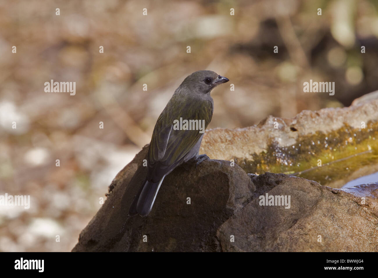 Lesser Honeyguide at drinking pool Stock Photo - Alamy