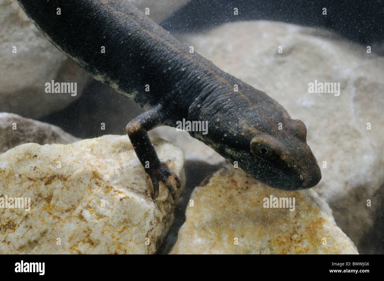 Euproctus platycephalus brook newt endemic amphibian Sardinia animal ...