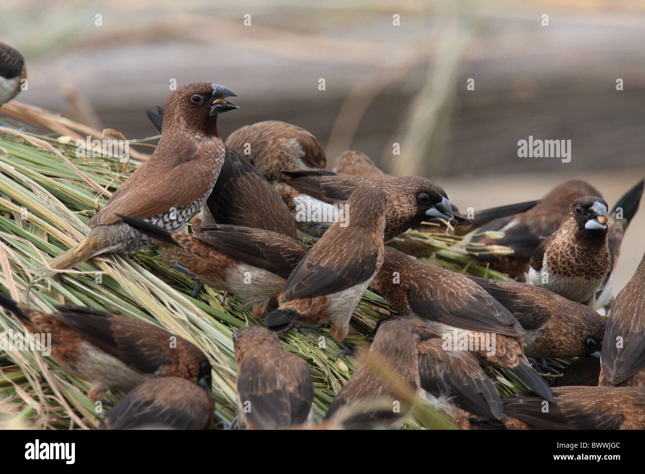 Scaly-breasted Munia (Lonchura punctulata topela) adult, Northern ...