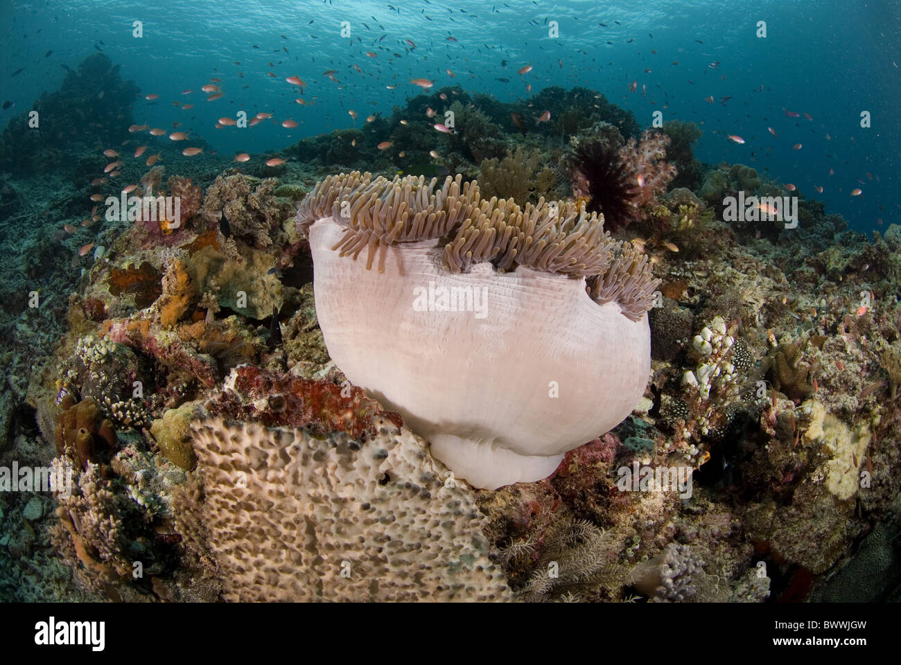 Magnificent Anemone Heteractis magnifica Fish Underwater Marine Sea ...