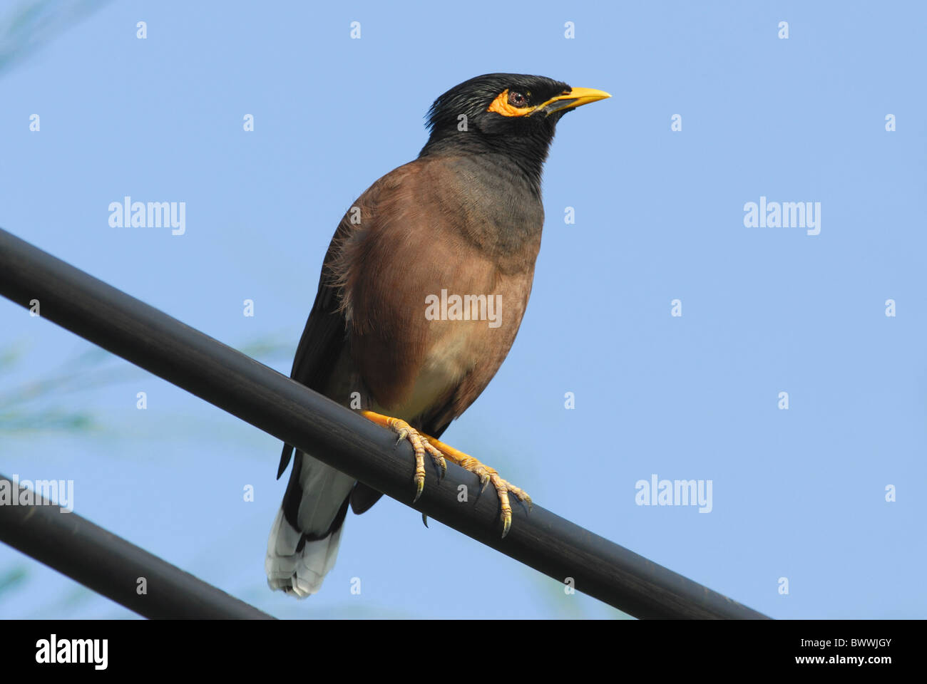 Common mynahs hi-res stock photography and images - Alamy