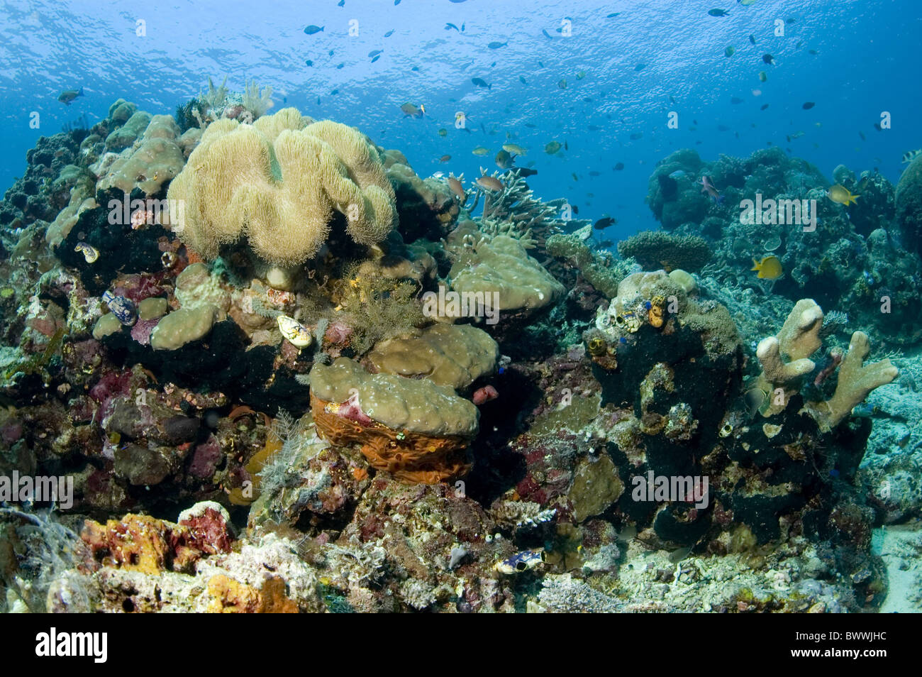 Reef Fish Sun Sea Marine Coral Diving Komodo Island Indonesia animal ...